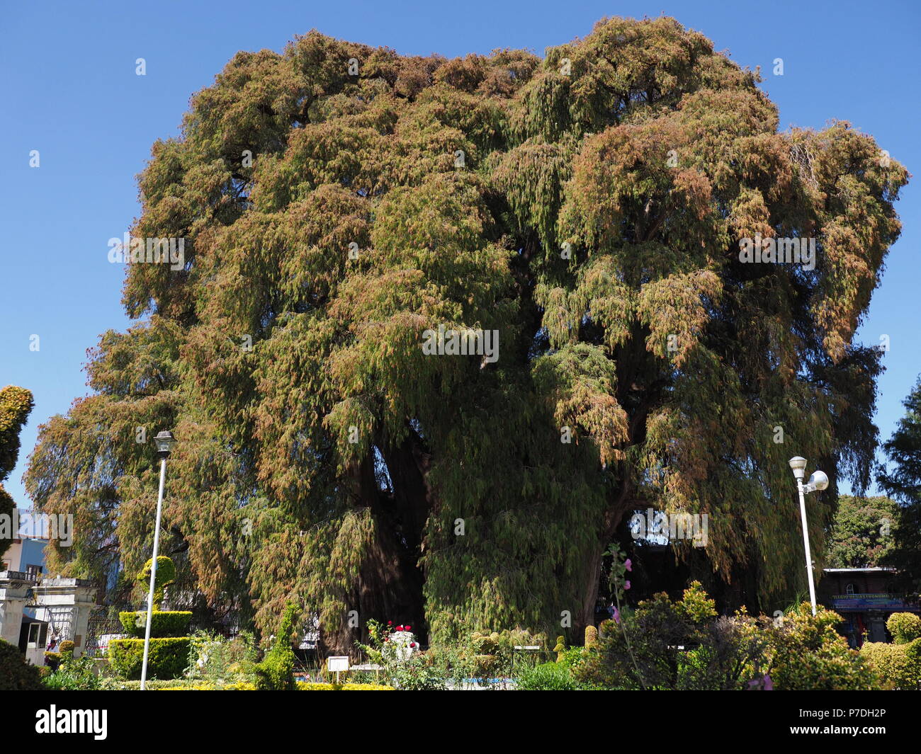 Giant cypress tule tree arbol hi-res stock photography and images - Alamy