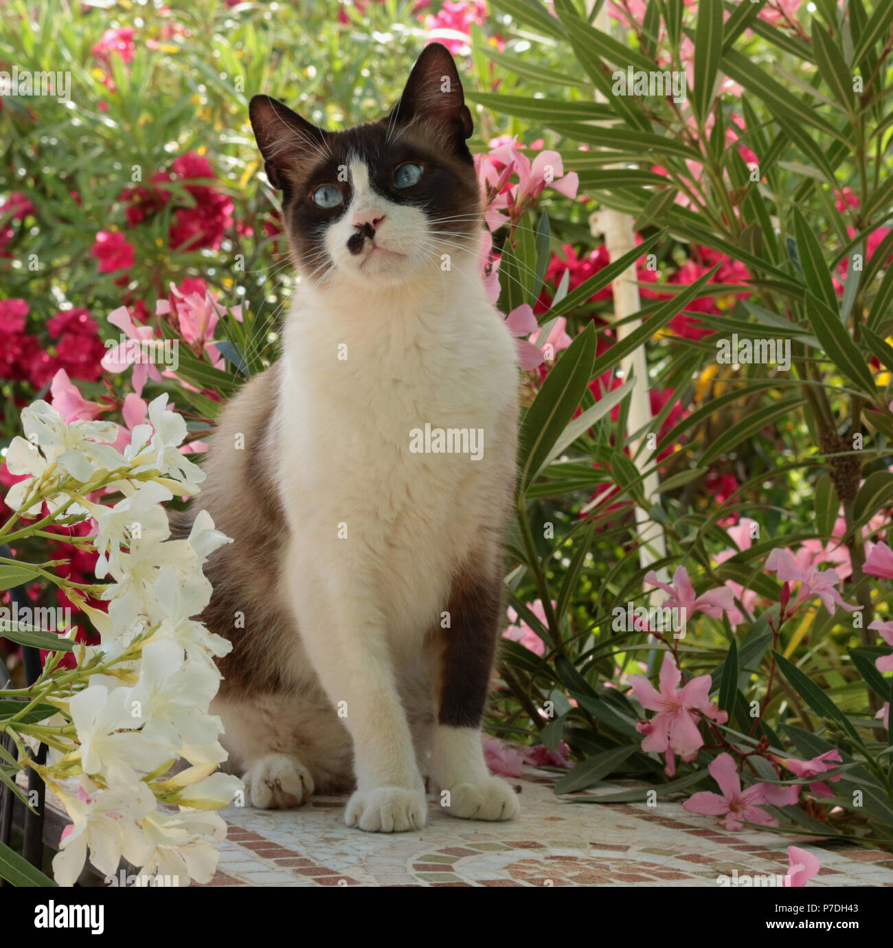 domestic cat, seal point white, sitting in the garden between colorful ...