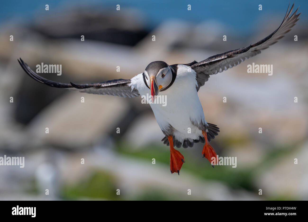 Puffin jersey uk hi-res stock photography and images - Alamy