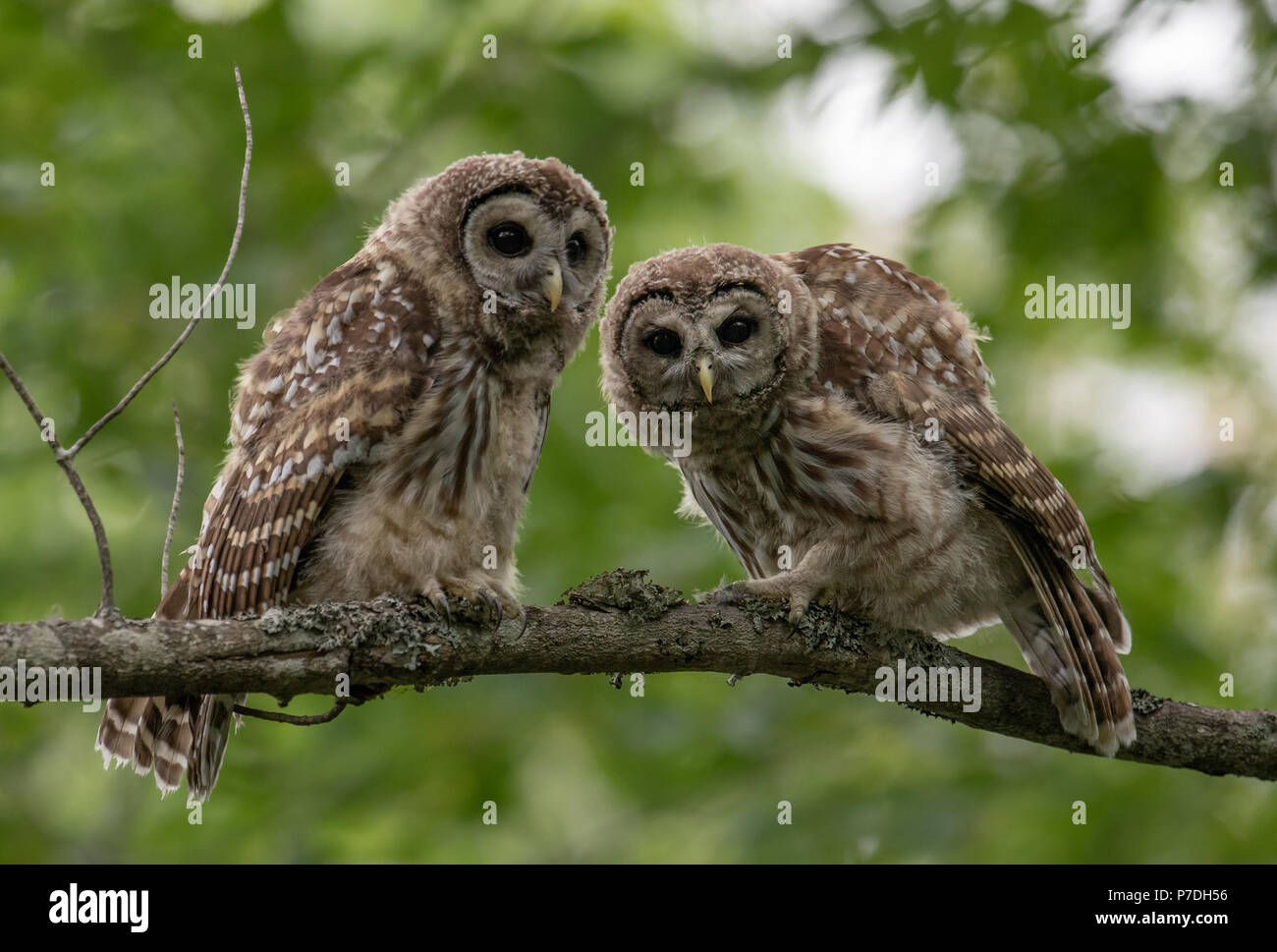 Barred Owl High Resolution Stock Photography and Images - Alamy