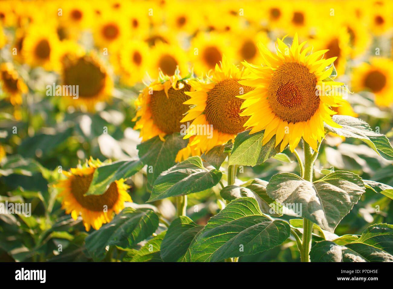 Beautiful field of sunflowers. Rural landscapes under bright sunlight ...