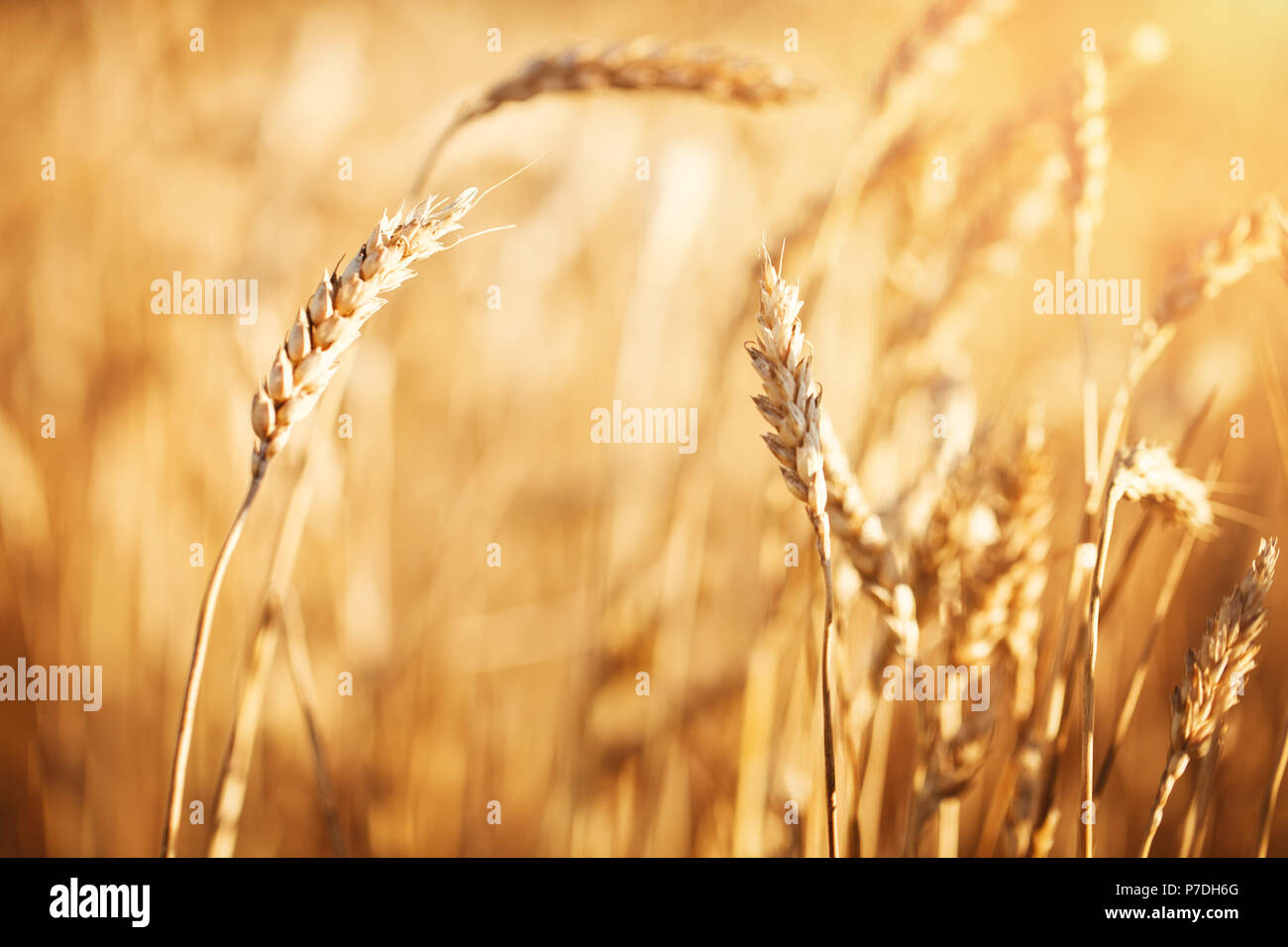 Wheat Harvest Wallpaper