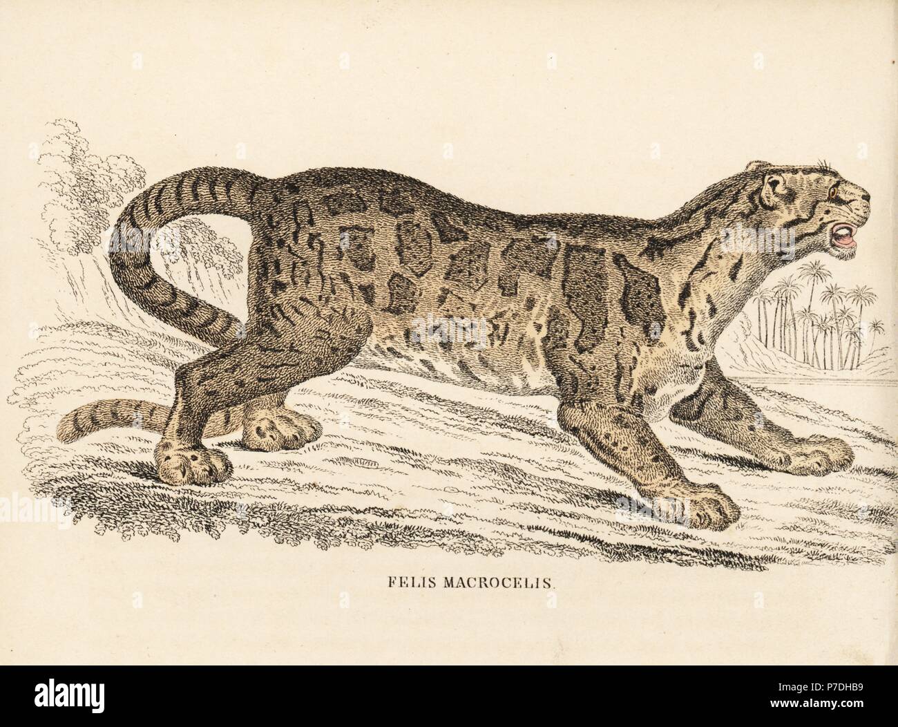 Felis macrocelis hi-res stock photography and images - Alamy