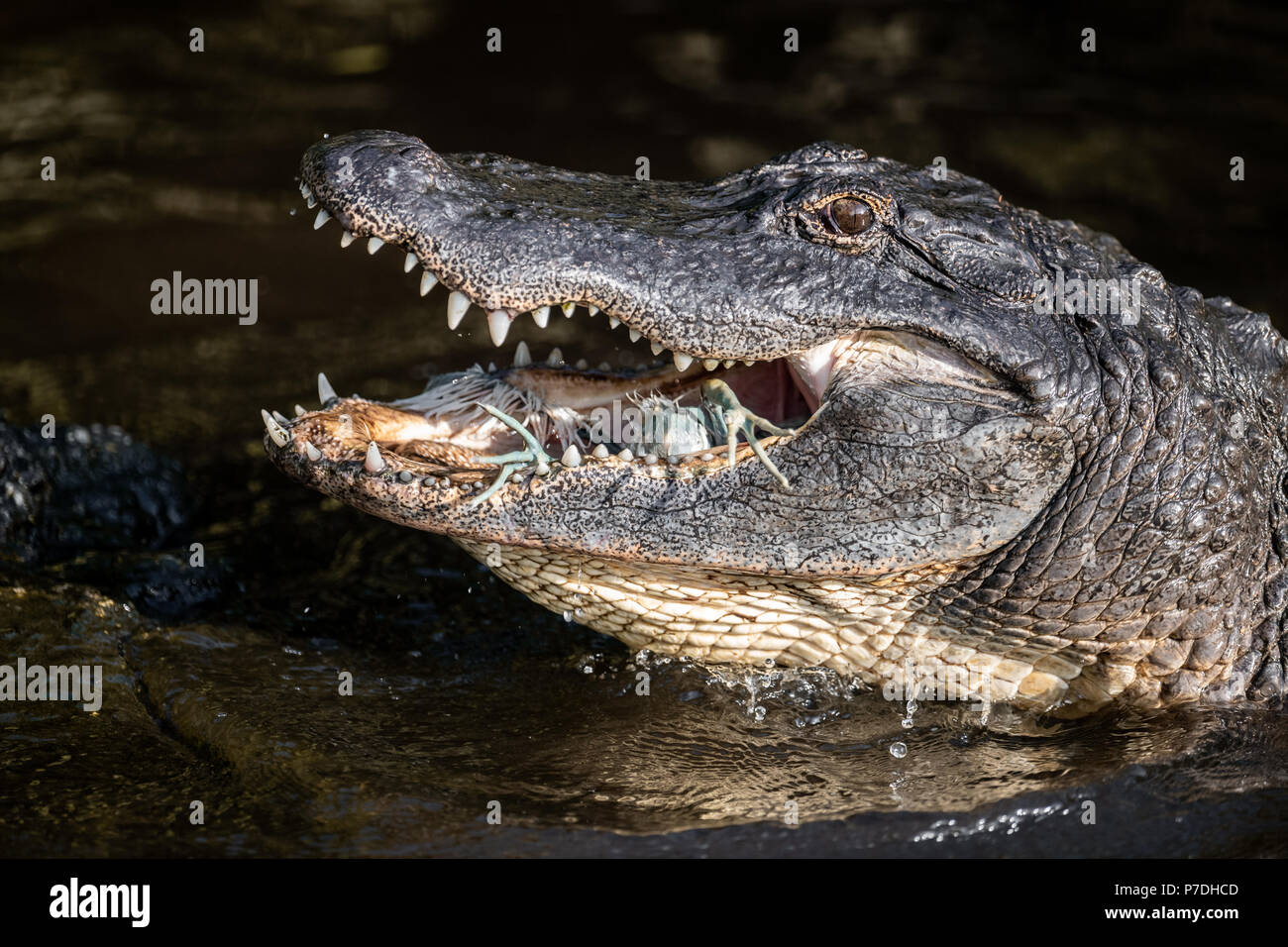 Alligator eating bird hi-res stock photography and images - Alamy