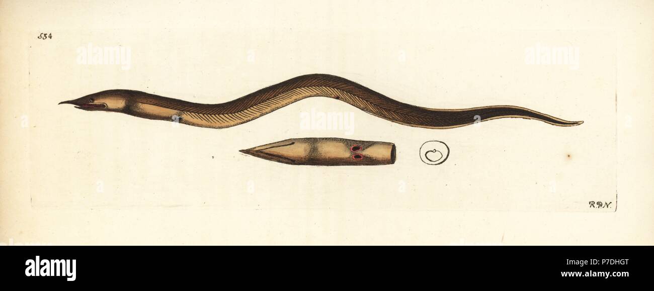 Finny snake eel, Caecula pterygera (Rostrated sphagebranchus ...