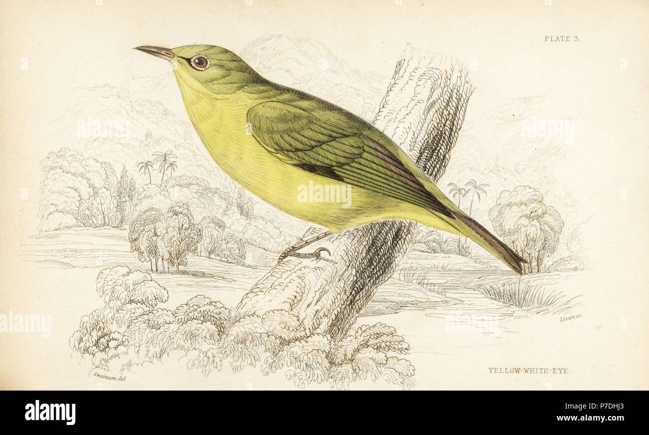 Javan white eye, Zosterops flavus (Yellow white eye, Zosterops flava ...