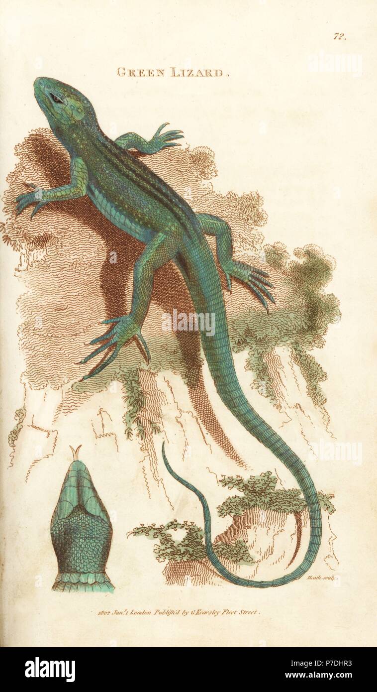 Sand lizard, Lacerta agilis (green lizard). Handcoloured copperplate ...