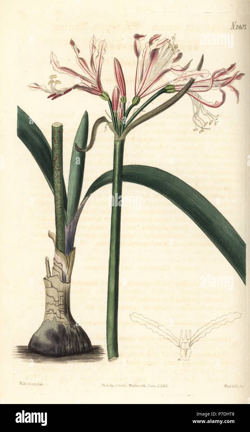 Pale pink nerine hi-res stock photography and images - Alamy