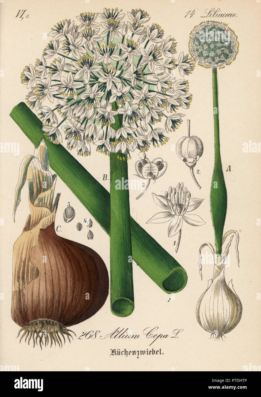 Onion, Allium cepa. Handcoloured lithograph from Diederich von ...