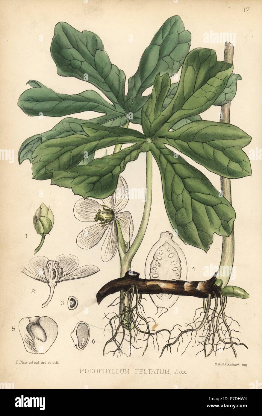 May apple, mandrake or wild lemon, Podophyllum peltatum. Handcoloured ...