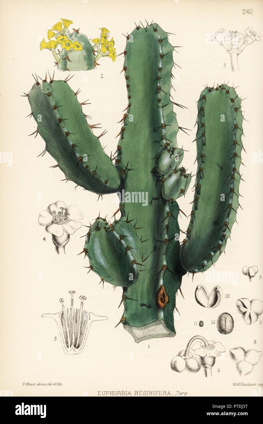 Resin spurge, dergmuse or darkmous, Euphorbia resinifera. Handcoloured ...