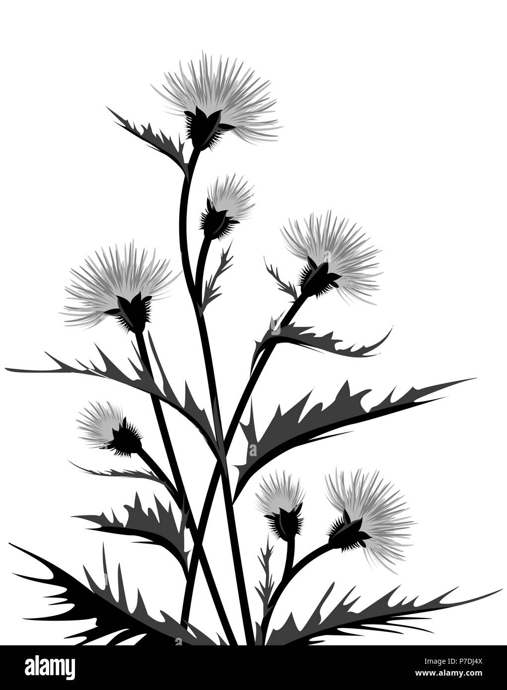 Vector Illustration of thistle with leaves. Floral background Stock ...