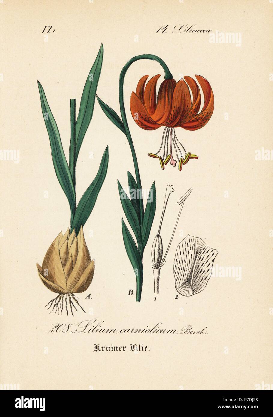 Golden apple lily or Carniolan lily, Lilium carniolicum. Handcoloured ...
