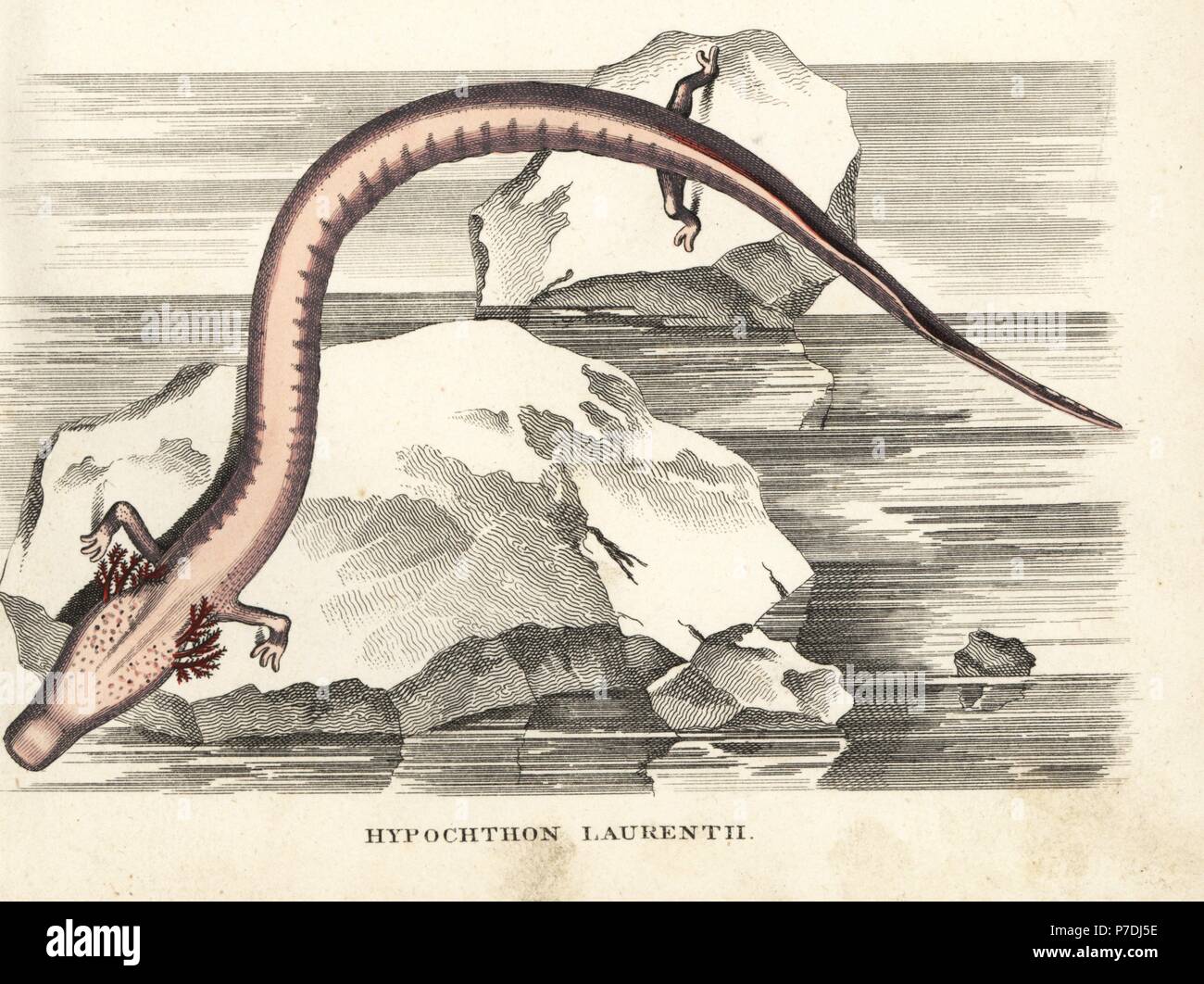 Proteus proteus anguinus hi-res stock photography and images - Alamy