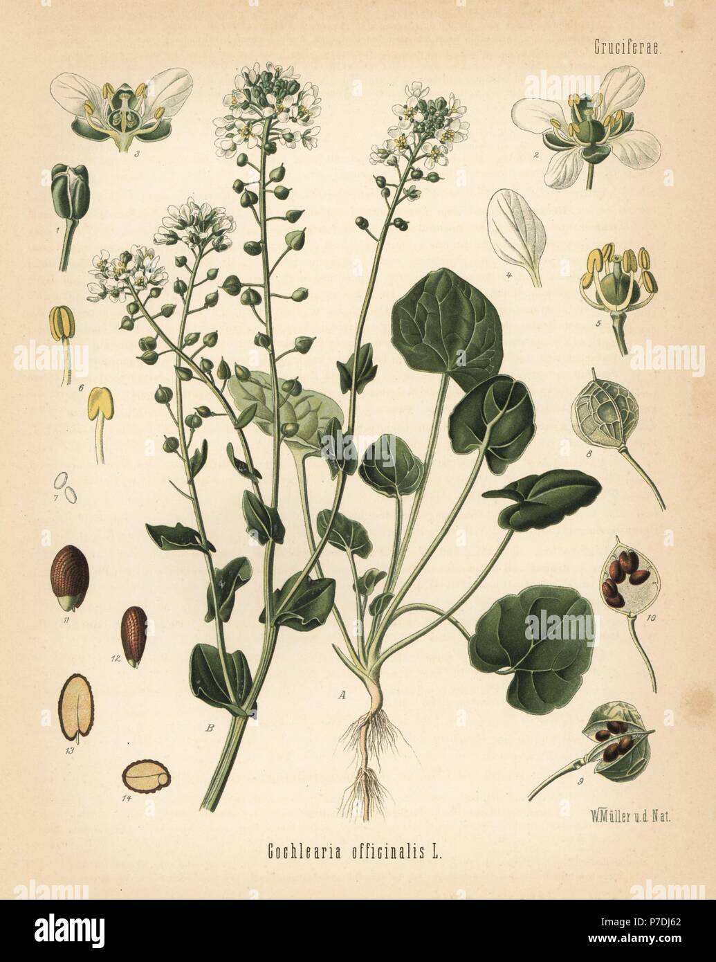 Common scurvygrass, Cochlearia officinalis Stock Photo - Alamy