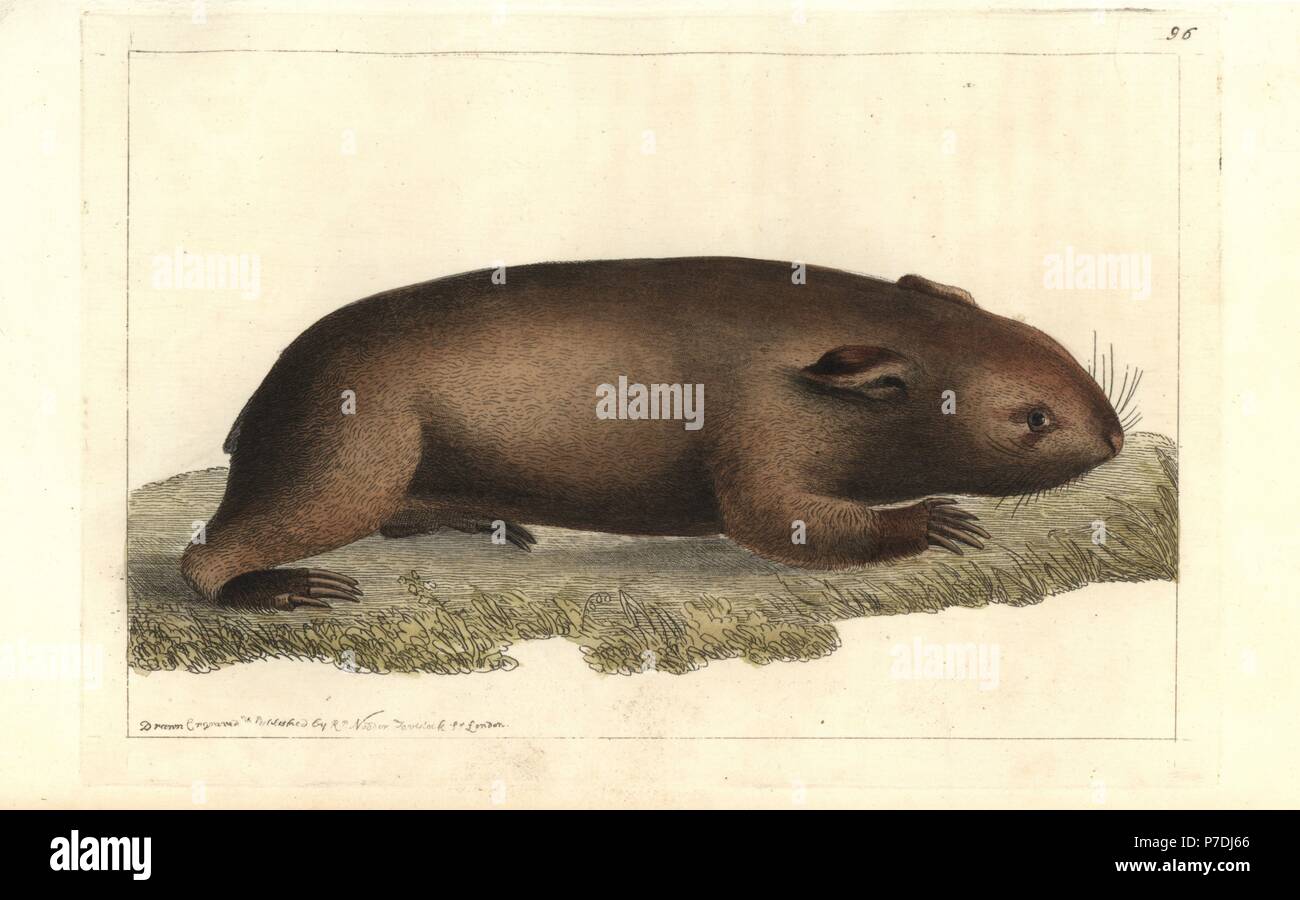 Common wombat, Vombatus ursinus (Phascolomis vombatus, Wombat ...
