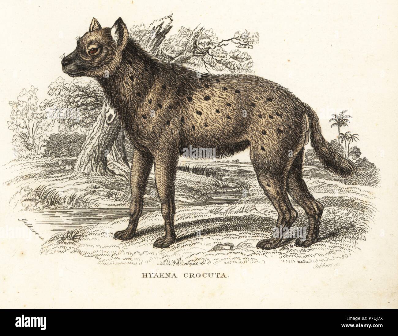 Hyaeana crocuta hi-res stock photography and images - Alamy