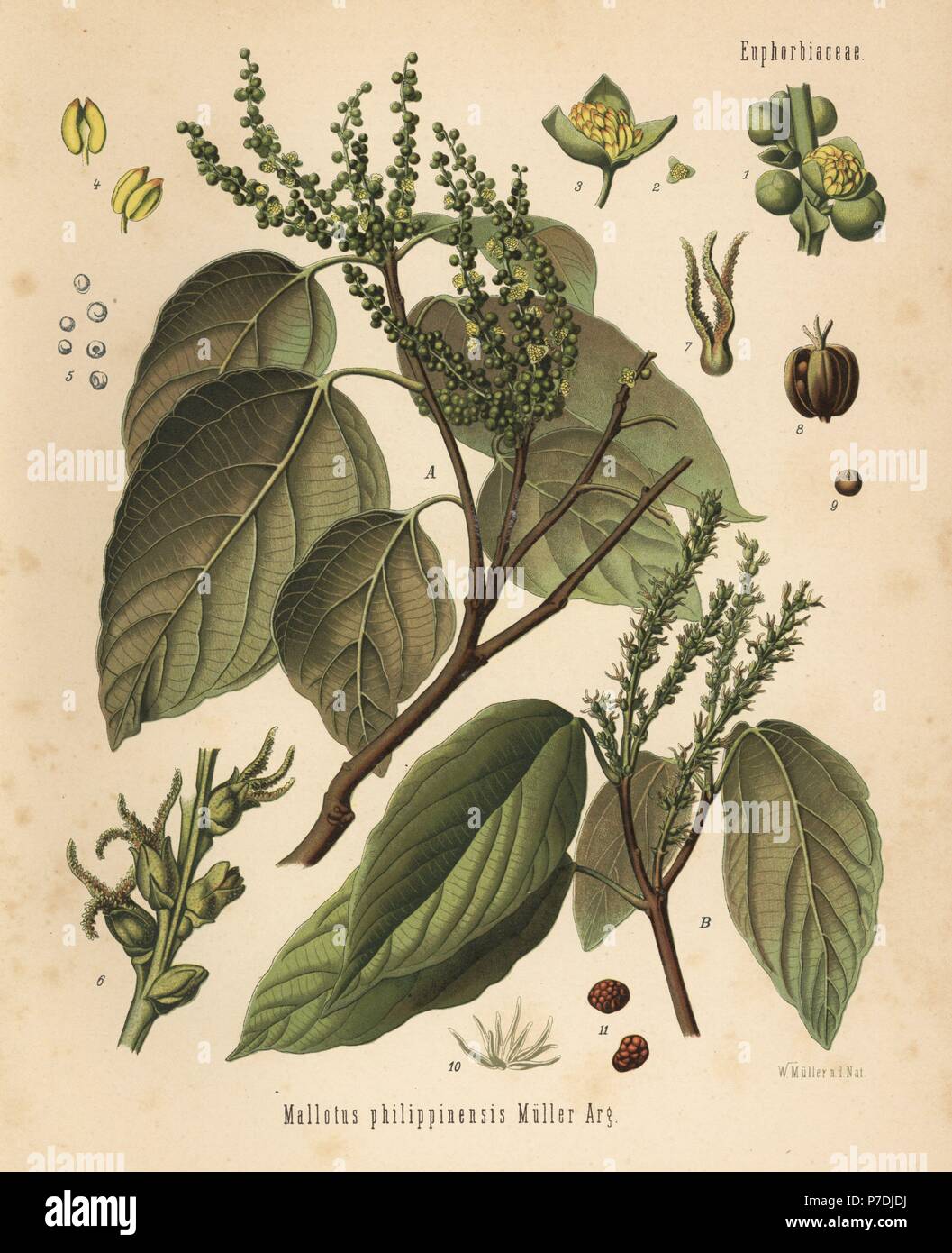 Mallotus philippinensis hi-res stock photography and images - Alamy