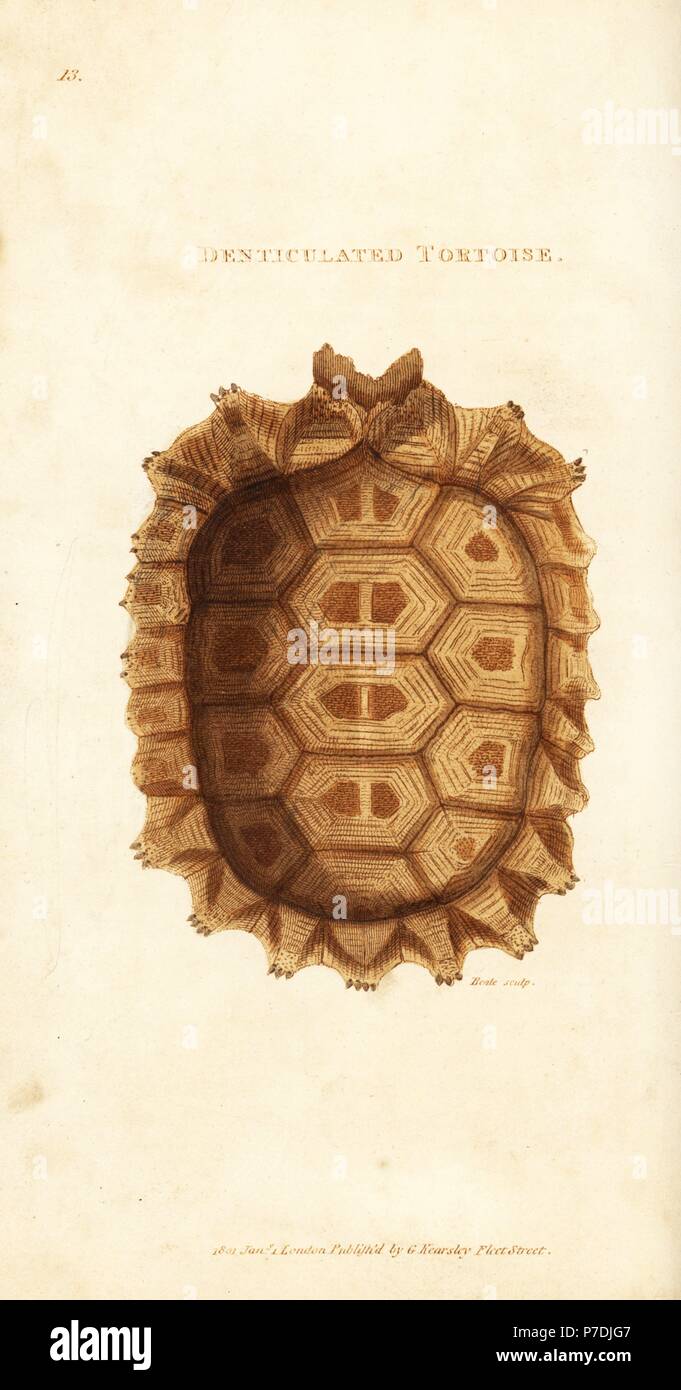 Testudo denticulata hi-res stock photography and images - Alamy