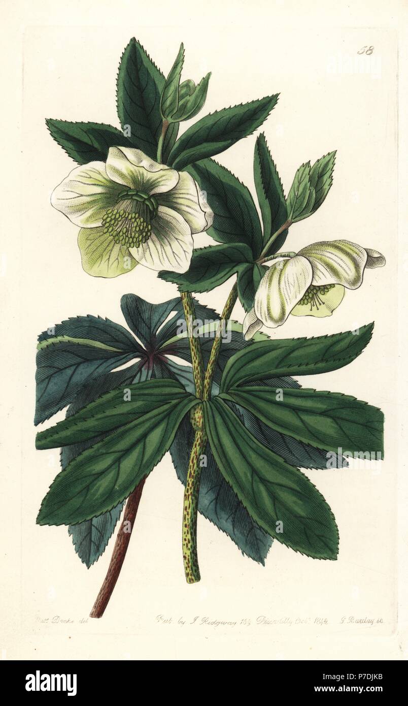 Botanical illustration of hellebore hi-res stock photography and images ...
