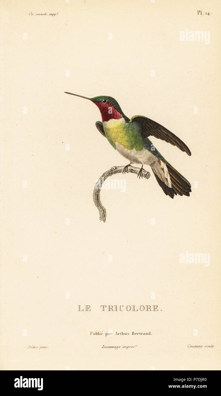 Natural history of the colibri hi-res stock photography and images - Alamy