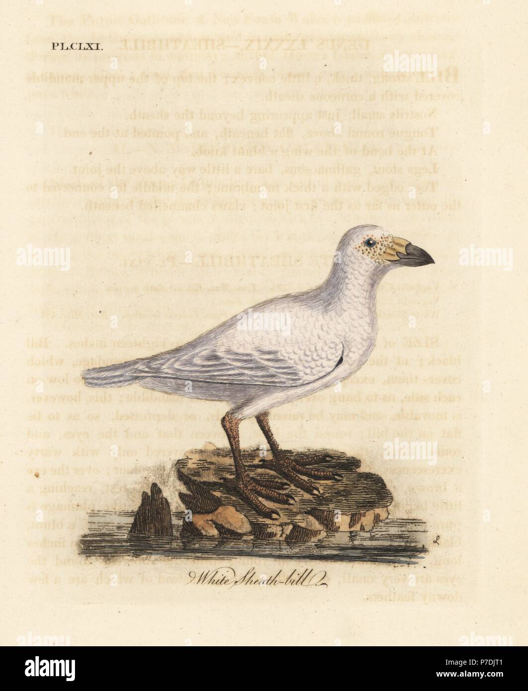 Snowy sheathbill, Chionis albus (White sheath-bill, Vaginalis chionis ...