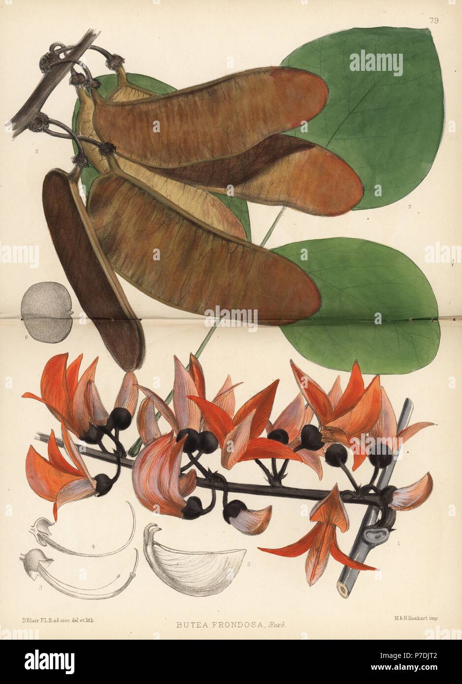 Bastard teak, parrot tree, palas or dhak, Butea monosperma (Butea ...