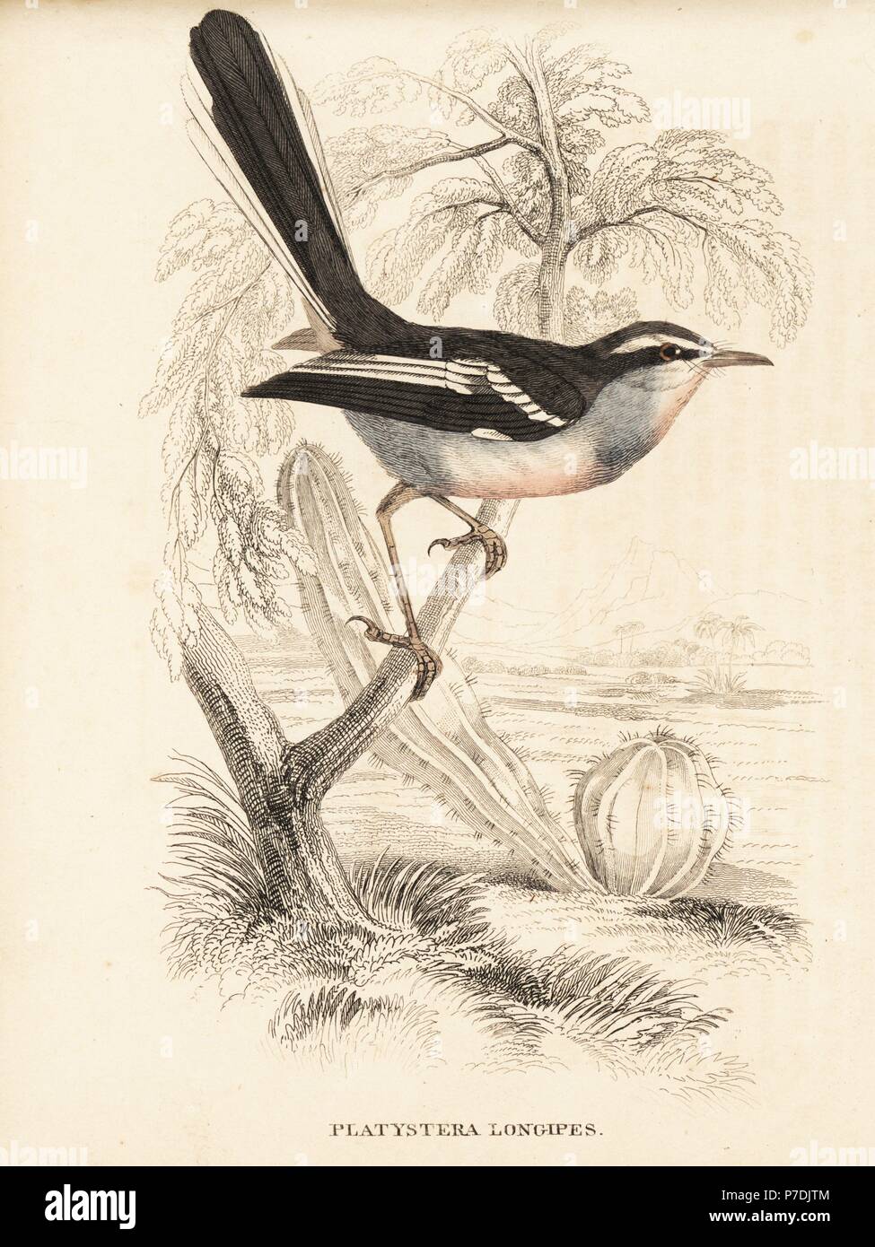 Fairy flycatcher or fairy warbler, Stenostira scita (Long-tailed ...
