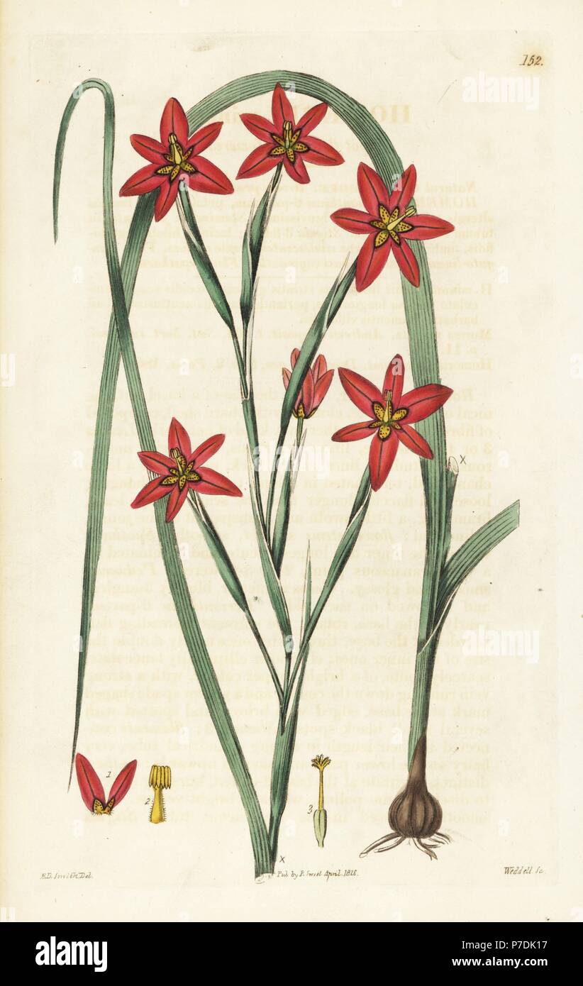 Two-leaf cape tulip, Moraea miniata (Spot-flowered homeria, Homeria ...