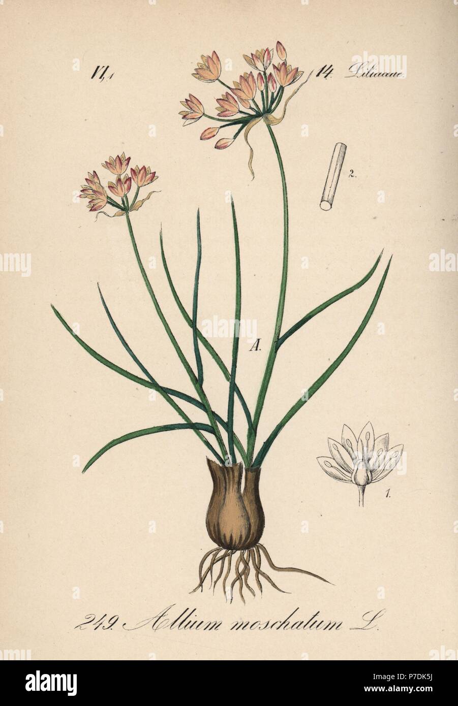 Allium moschatum. Handcoloured lithograph from Diederich von ...