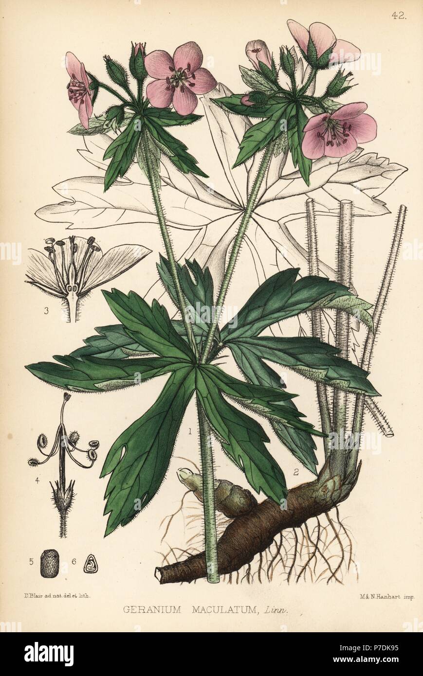 Wild Geranium Drawing