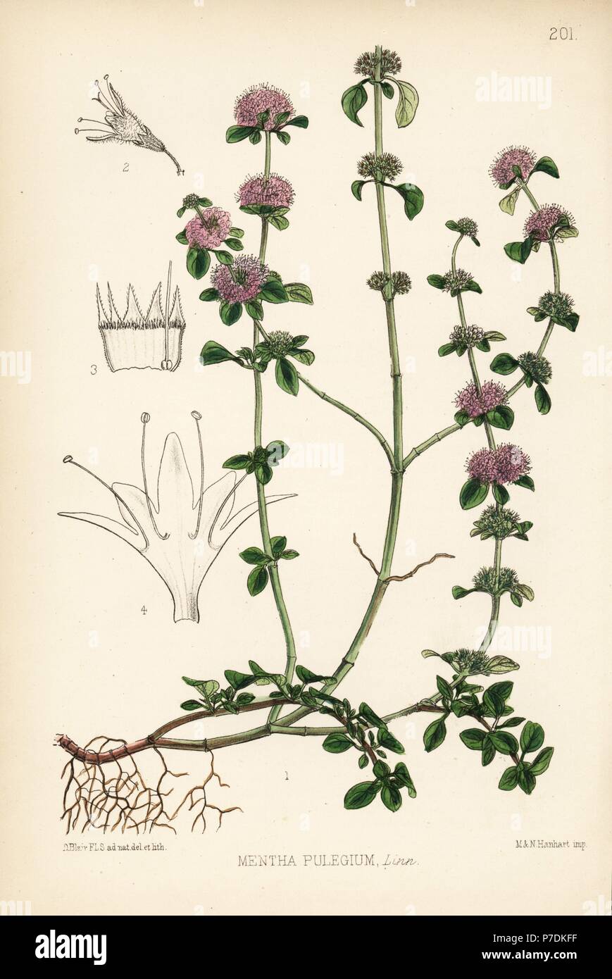 Pennyroyal, pudding grass or squaw mint, Mentha pulegium. Handcoloured ...