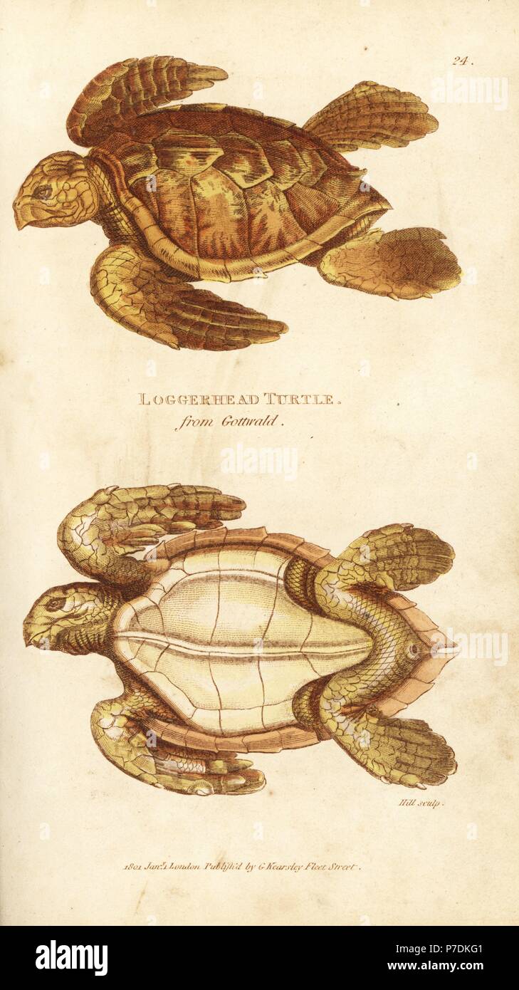 Loggerhead sea turtle, Caretta caretta (loggerhead turtle, Testudo ...