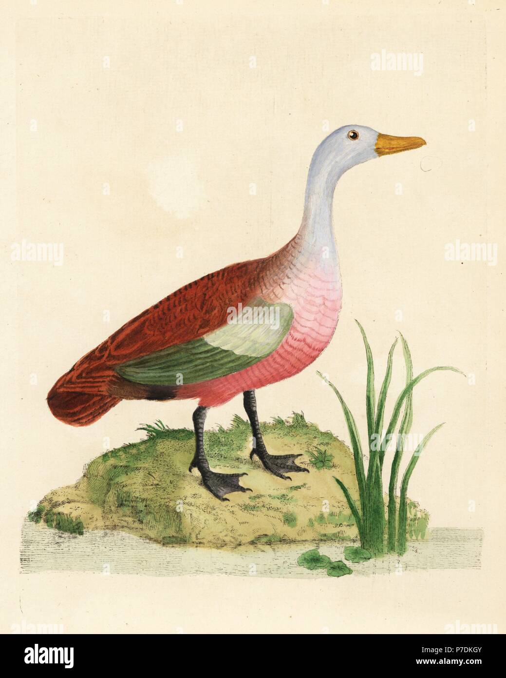 Ruddy shelduck, Tadorna ferruginea, male. (Grey-headed duck, Anas cana ...
