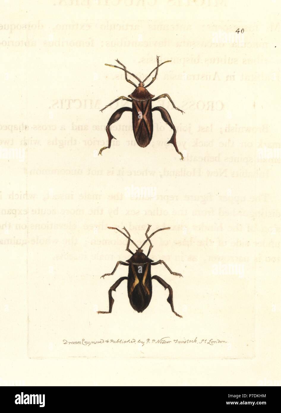 Crusader bug, Mictis profana (Cross-bearing mictis, Mictis crucifera ...