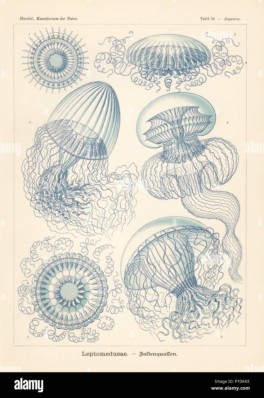 Leptomedusae jellyfish: Aequorea pensilis 1, Zygocanna diploconus 2,3,5 ...