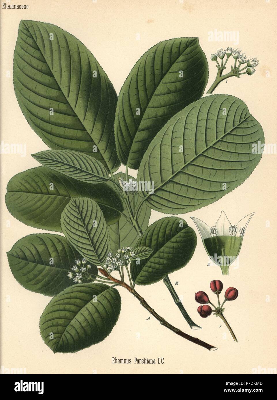 Cascara buckthorn or bearberry, Frangula purshiana (Rhamnus purshiana ...