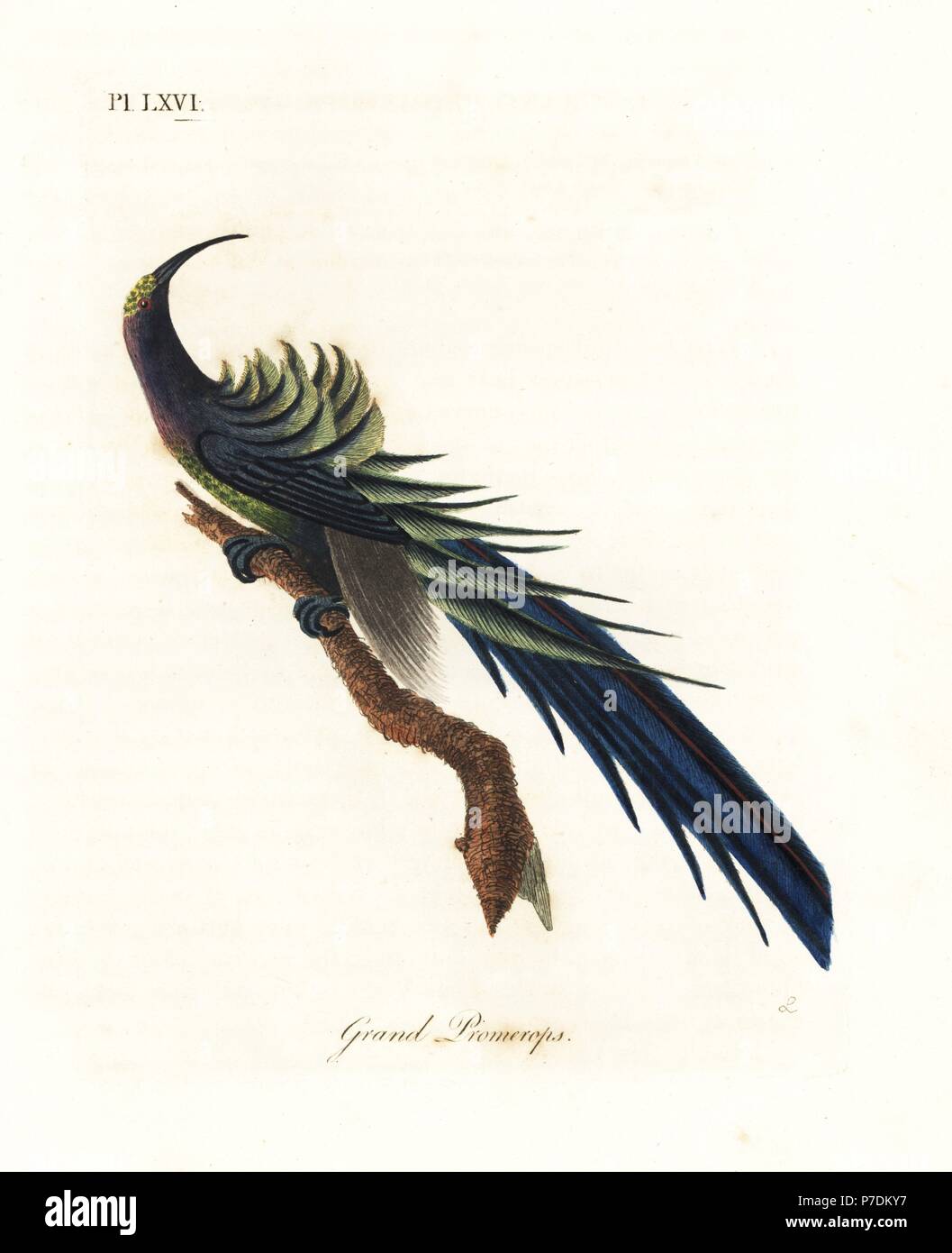 Sicklebill hi-res stock photography and images - Alamy