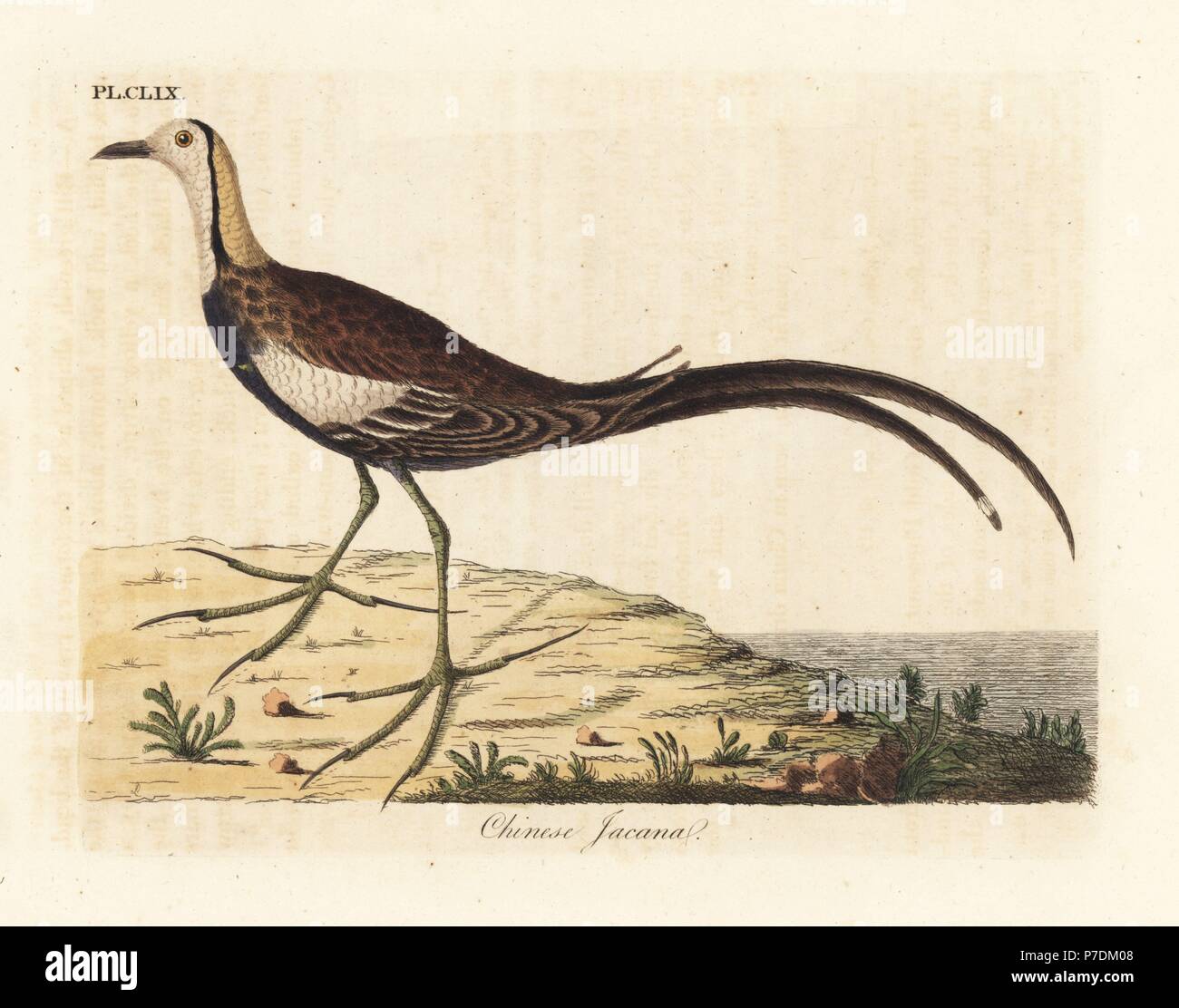 Pheasant Tailed Jacana