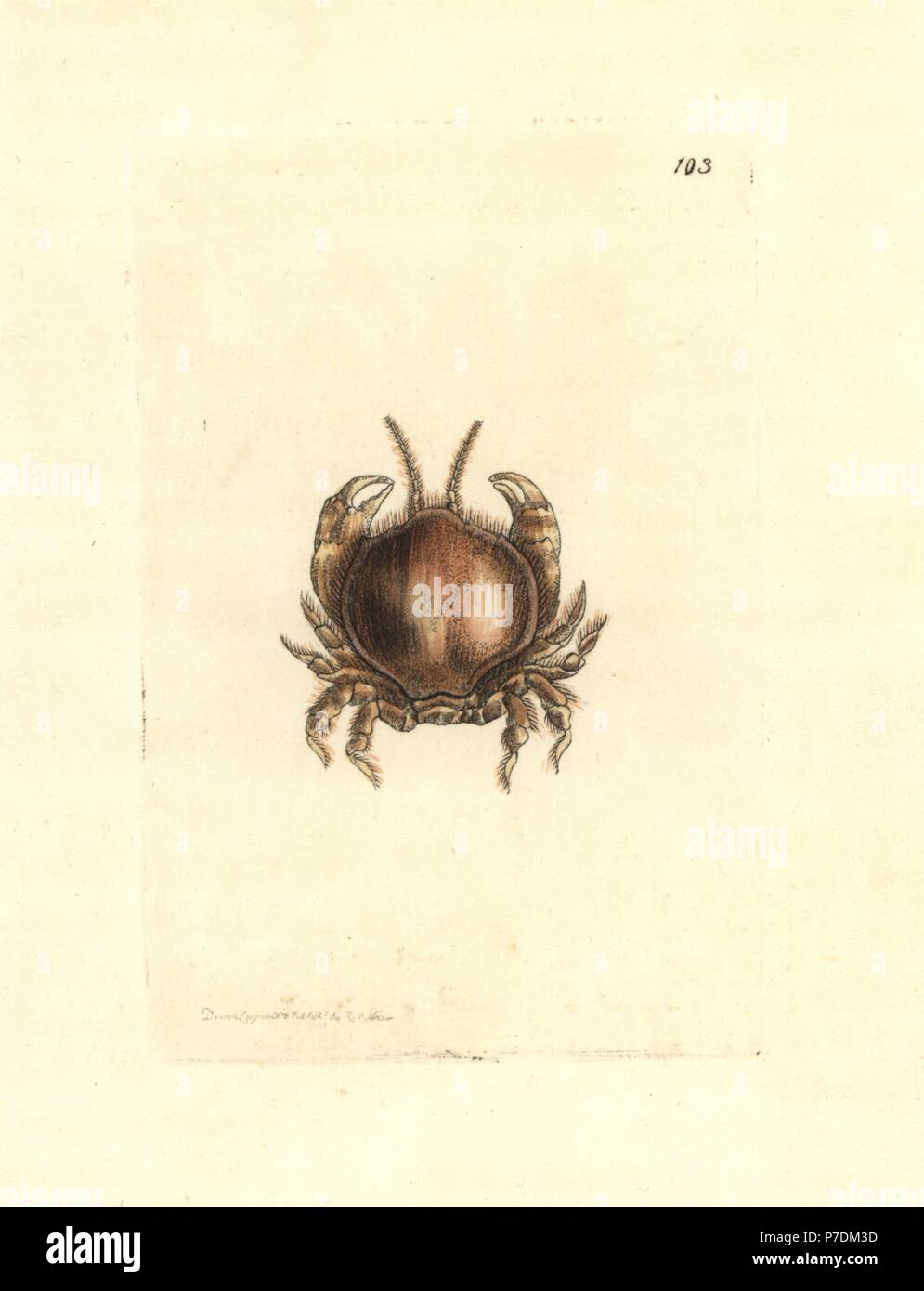 Thumbnail crab, Thia scutellata (Polished thia, Thia polita ...