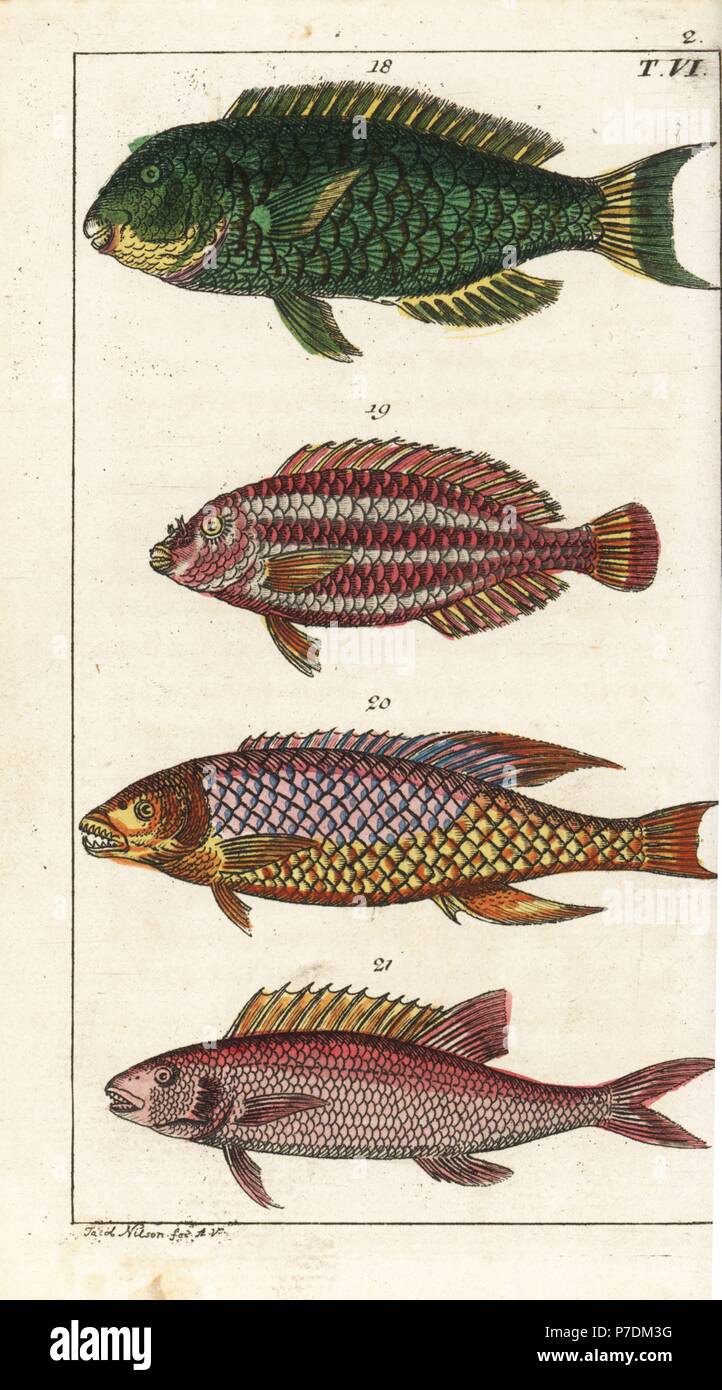 Parrotfish, Sparisoma cretense 18, striped parrotfish, Scarus iseri 19 ...