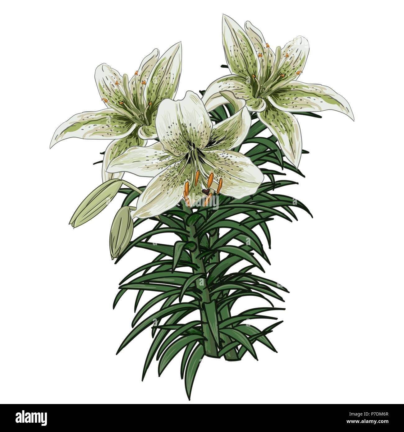 Collection flower element lineart illustration Cut Out Stock Images ...