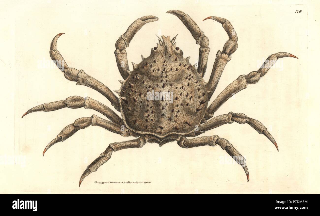 Portly spider crab or notched libinia, Libinia emarginata. Handcoloured ...