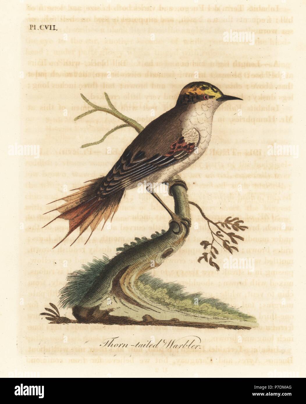 Thorn-tailed rayadito, Aphrastura spinicauda (Thorn-tailed warbler ...