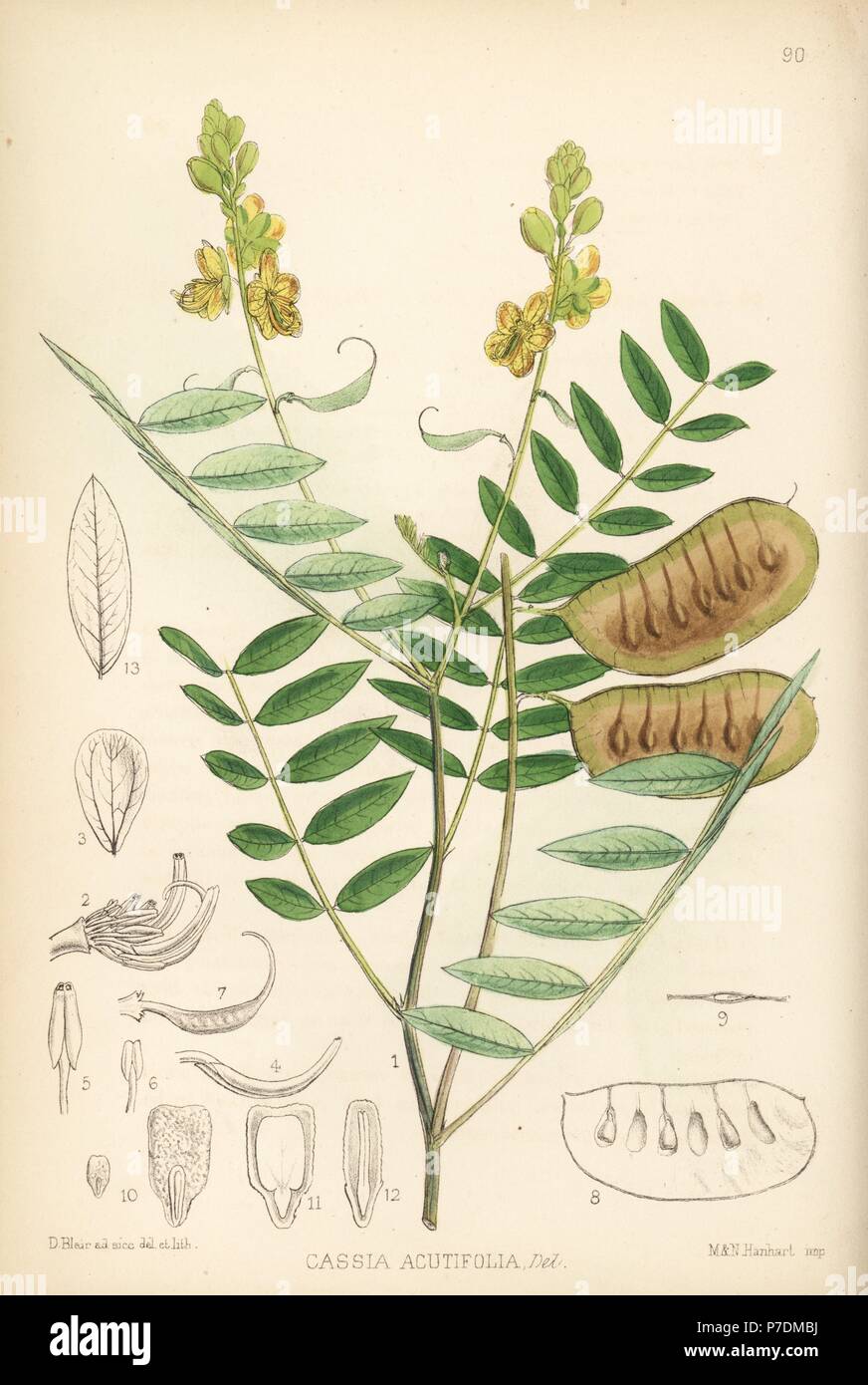 Alexandrian senna, Senna alexandrina (Cassia acutifolia). Handcoloured ...