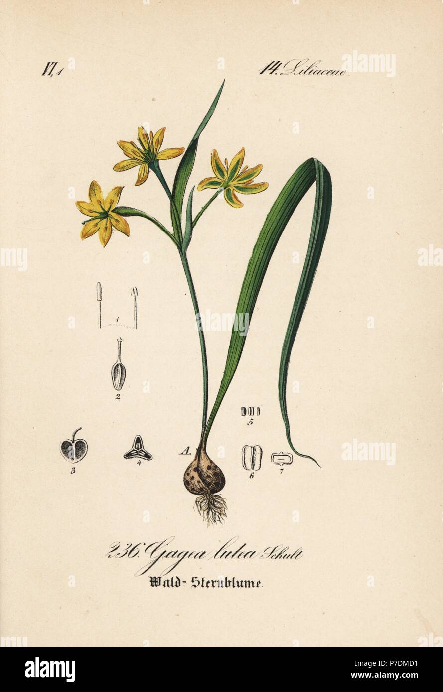 Yellow Star-of-Bethlehem, Gagea lutea. Handcoloured lithograph from ...