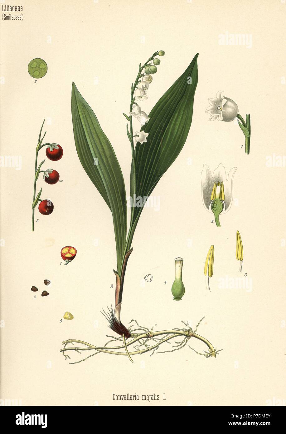 Lily of the valley, Convallaria majalis. Chromolithograph after a ...