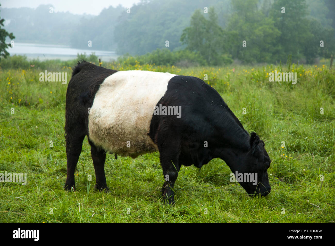 Belted Cows are very popular in various places around the world Stock ...