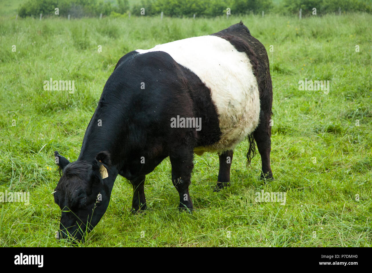 Belted Cows are very popular in various places around the world Stock ...
