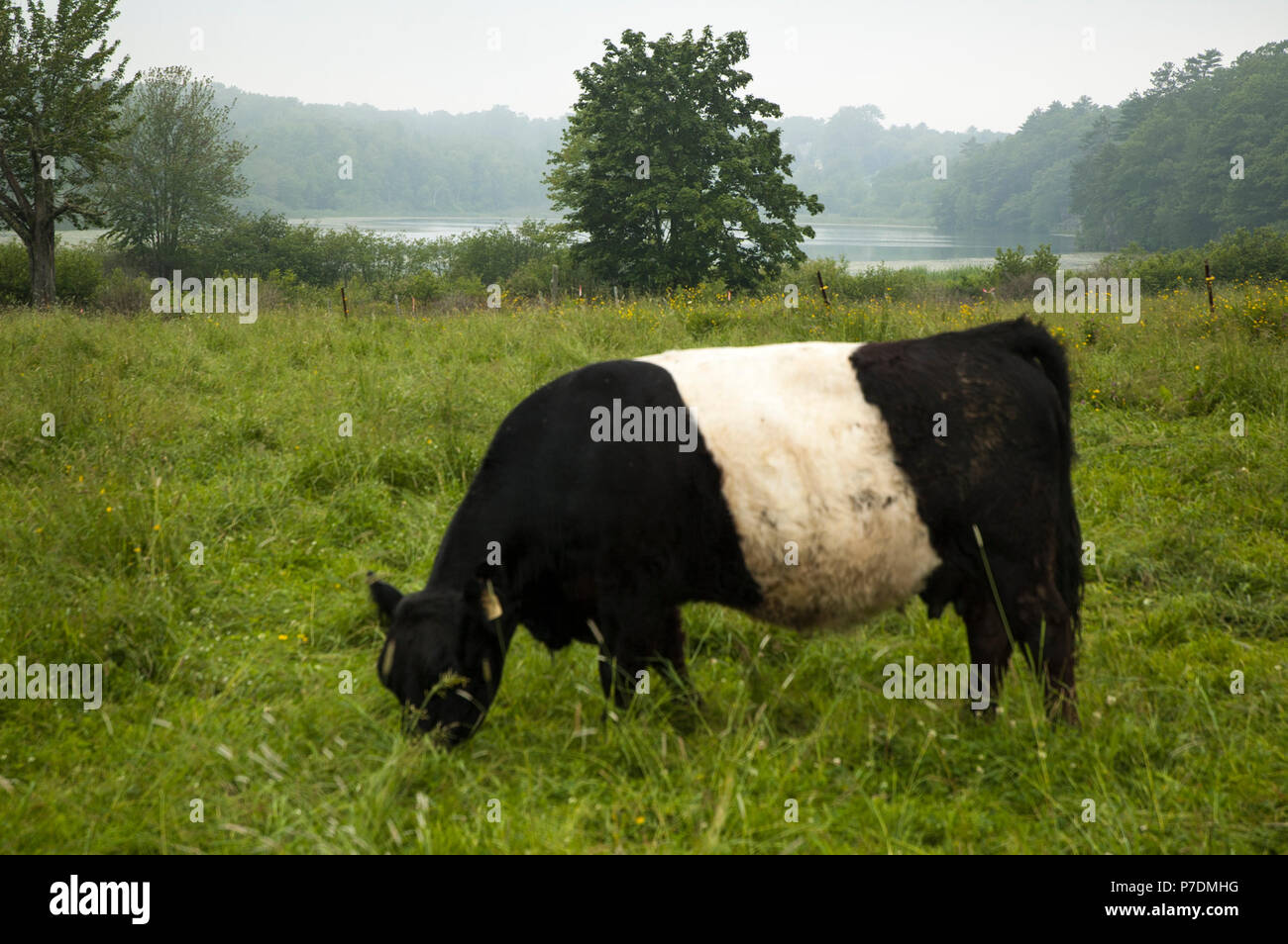 Belted Cows are very popular in various places around the world Stock ...